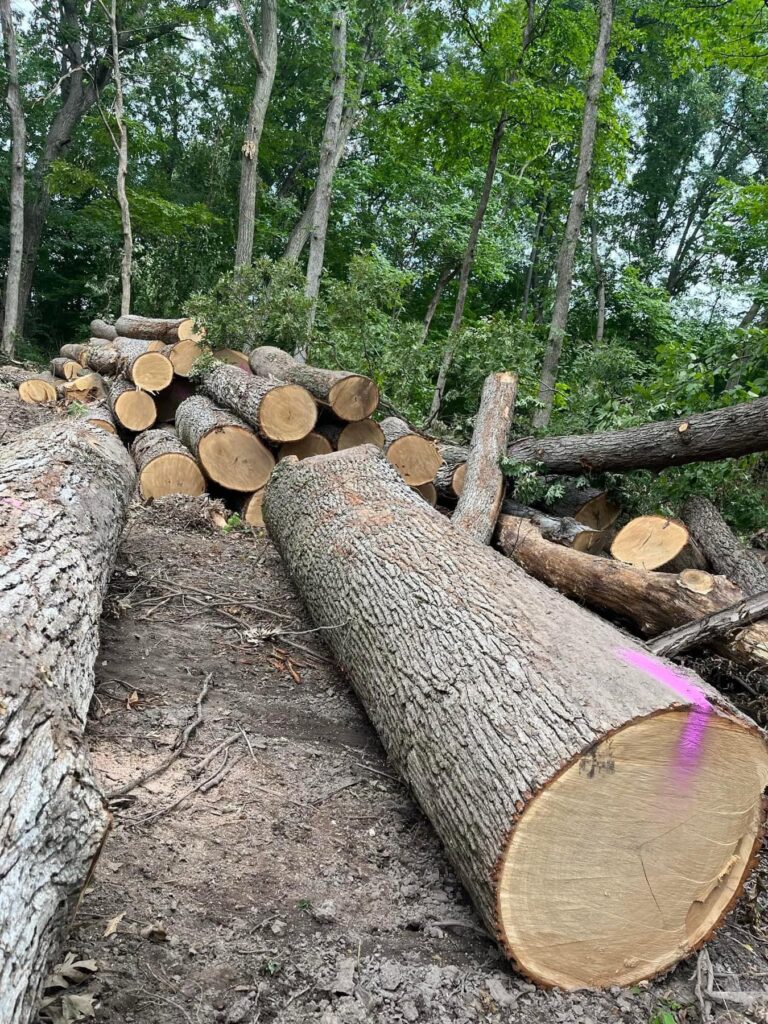 Midwest Walnut Buyers LLC Family Owned and Operated Timber Company ...